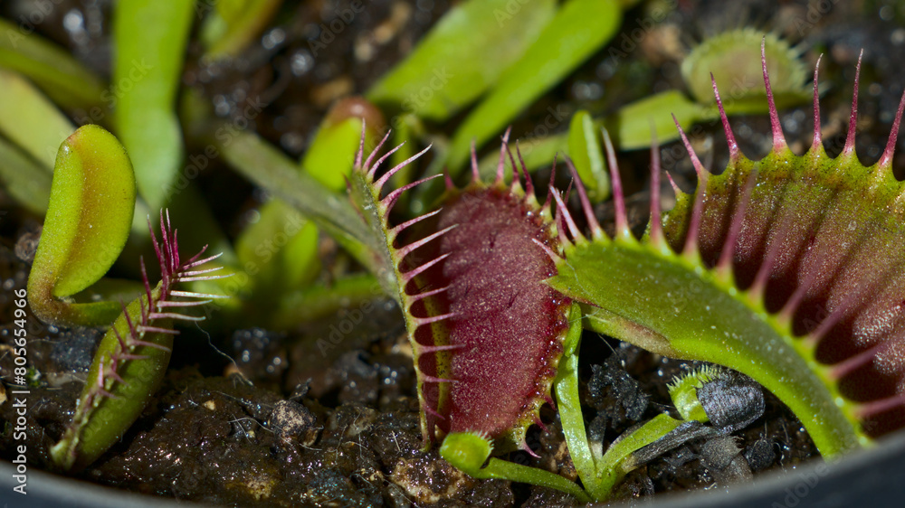 Venus flytrap Dionaea muscipula planted in a pot with its red traps ...