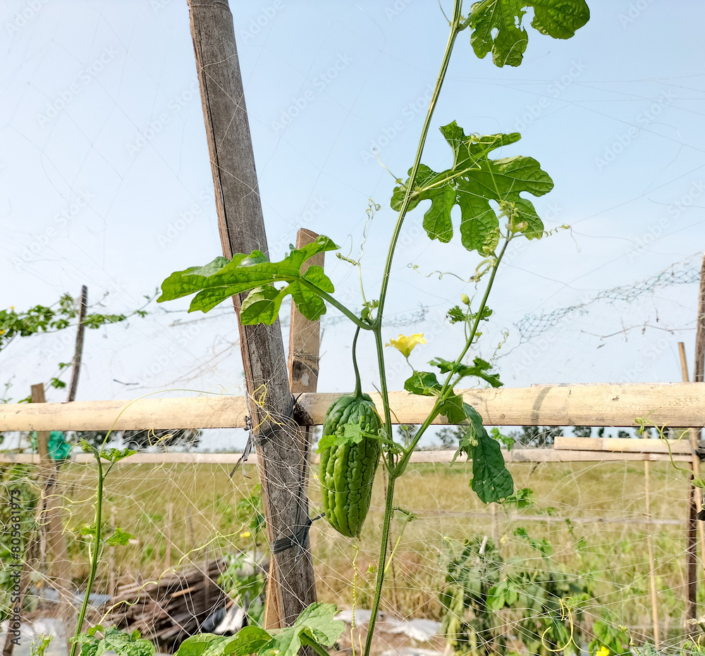 Momordica charantia L., Bitter melon, Bitter Gourd, Balsam apple ...