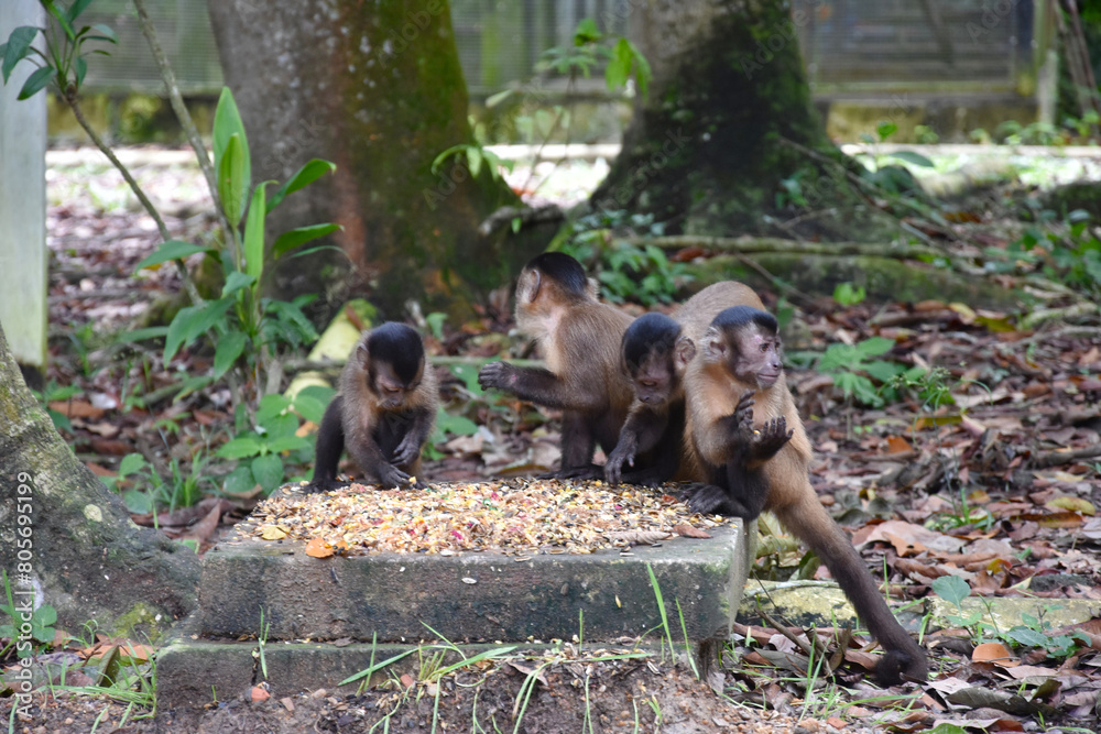 Fundação Zoobotânica de Marabá/PA, Brasil. Zoobotanical Foundation of ...