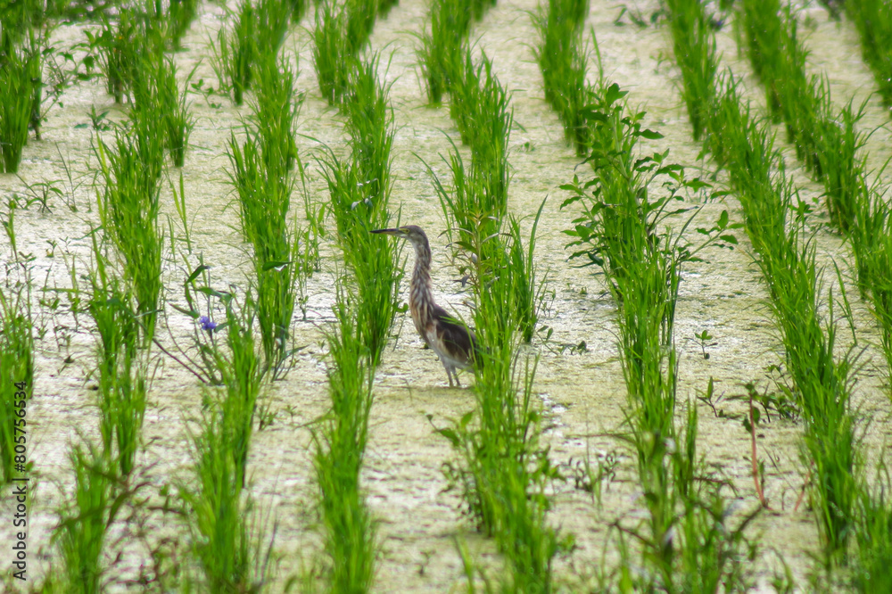 The Javan pond heron, Ardeola speciosa is a wading bird of the heron ...