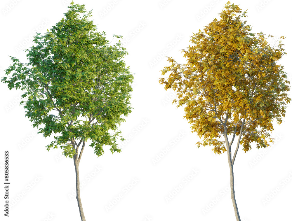 Fraxinus americana White ash 4k png cutout transparent background Stock ...