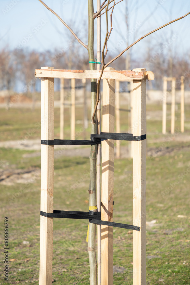 Tree Supports-young trees being supported by wooden stakes. Young tree ...