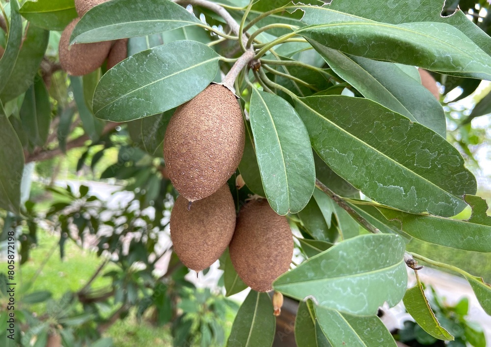 Sapodilla trees are producing brown fruits that are shaped like chicken ...