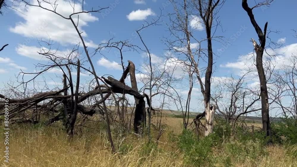 Tree trunks in green planting broken from explosion of mines or ...