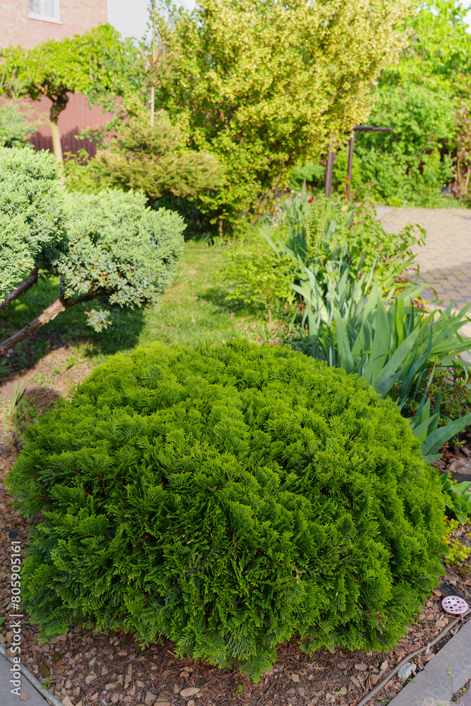 Juniper bush in the garden. Landscaping of a park or a country house ...