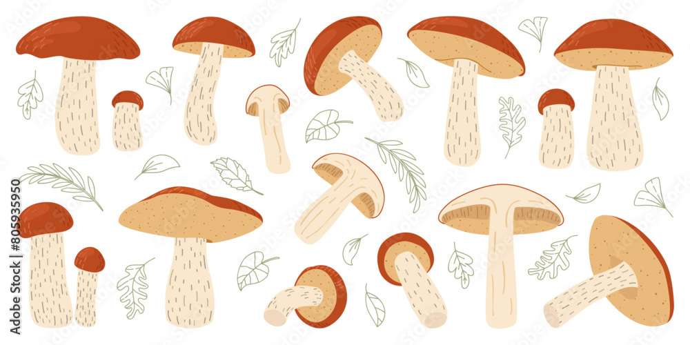 Orange birch bolete mushroom set. Leccinum fungi. Edible forest ...