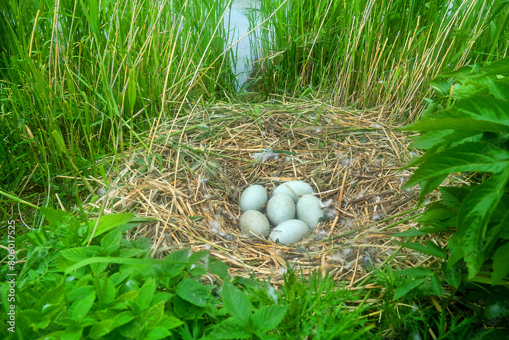 Mute swans (Cygnus olor) huge nest on islands of eastern freshwater ...
