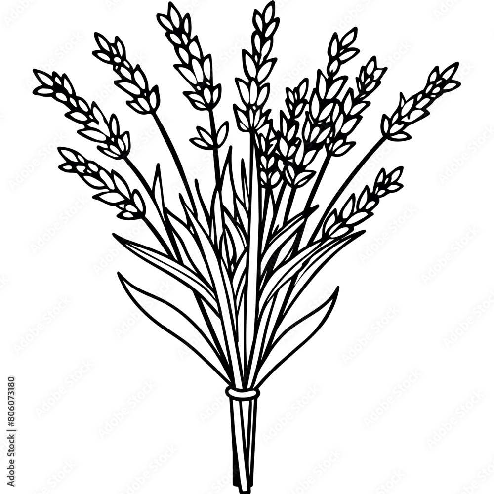 Lavender flower outline illustration coloring book page design Stock ...