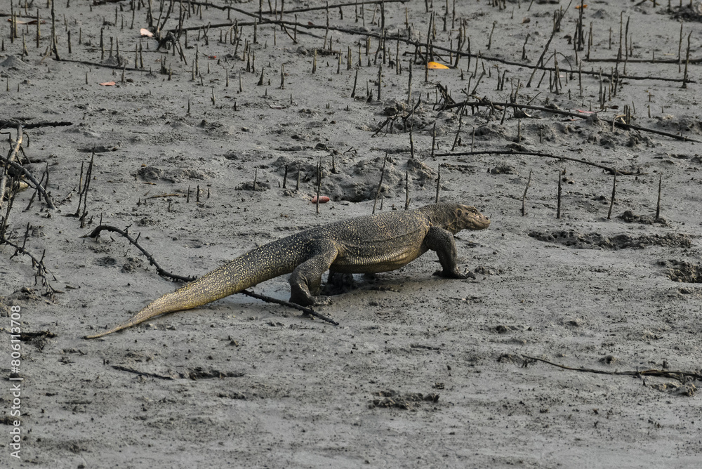 Monitor Lizard in Mangrove forest. This photo was taken in Sundarbans ...