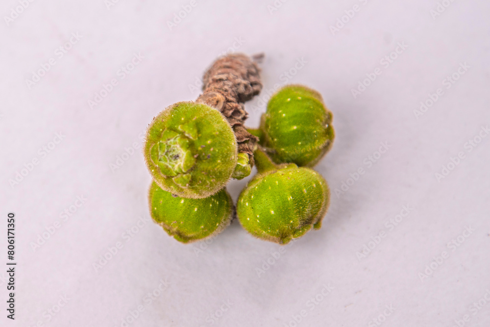 Figs on an south east Asian and Australian native tropical rainforest ...