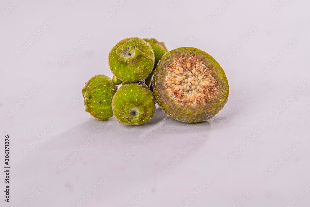 Cluster fig tree, Goolar, (Gular), Fig, (Ficus racemosa). Cluster Fig ...