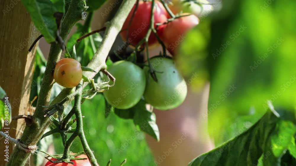 A child's hand picks a ripe tomato from a bush. Growing vegetables in ...