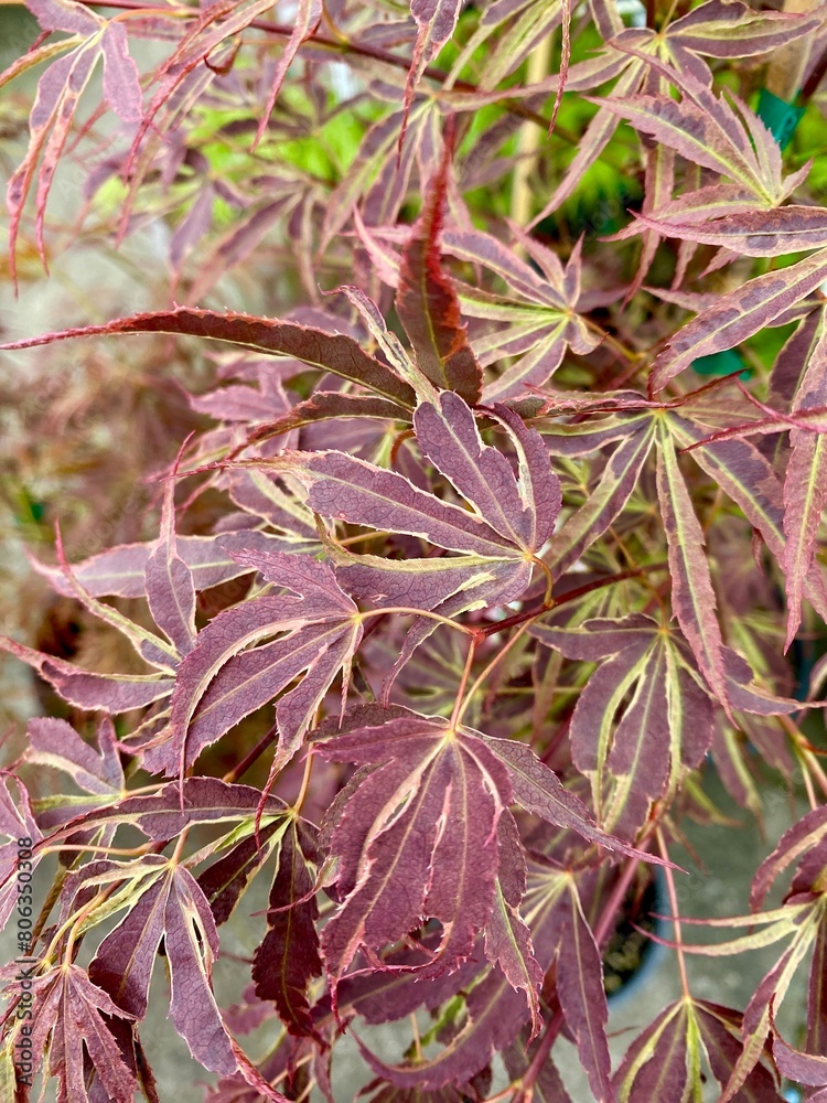 Closeup of bicolor leaves of Acer palmatum 'Manyo no Sato' Japanese ...