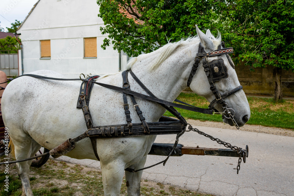 Beautiful white horse harnessed with blinders for trips around the ...