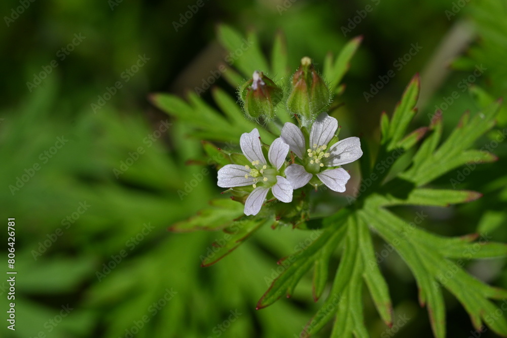 Geranium carolinianum flowers. A Geraniaceae weed native to North ...