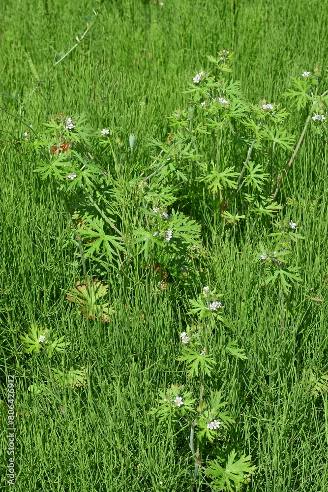 Geranium carolinianum flowers. A Geraniaceae weed native to North ...