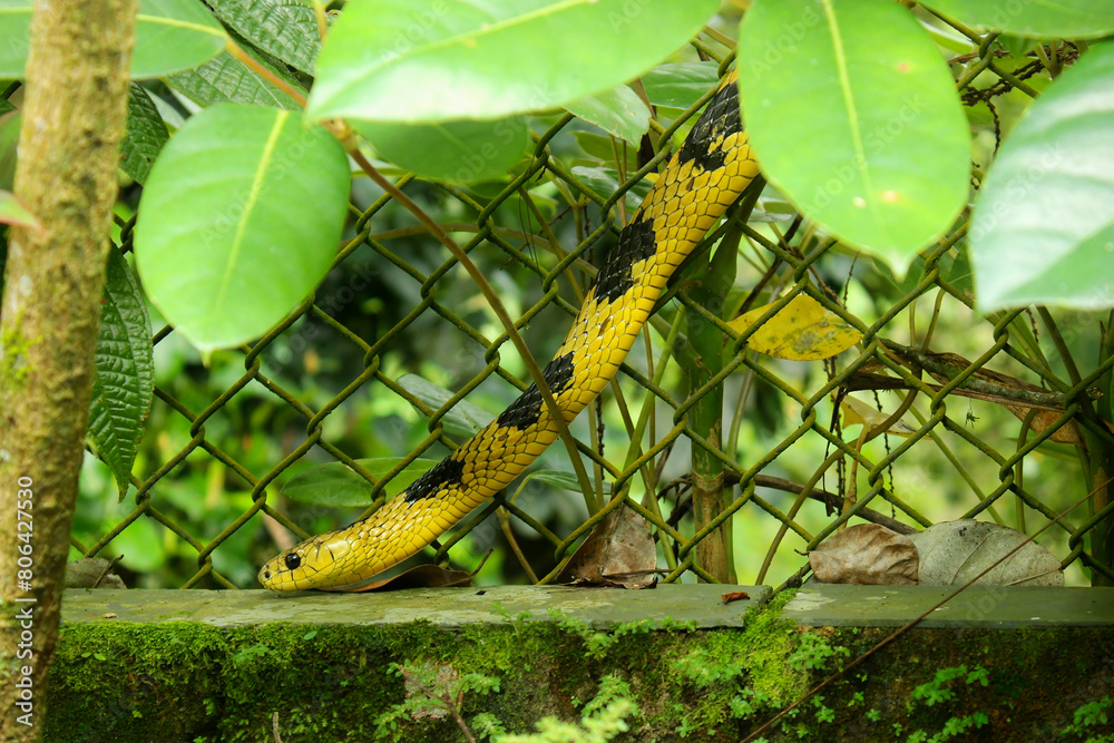 Cobra Spilotes Pullatus, serpent from the Colubridae family, popularly ...