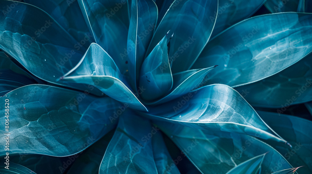 Agave attenuata leaf, cactus plant, soft details texture. Lush ...