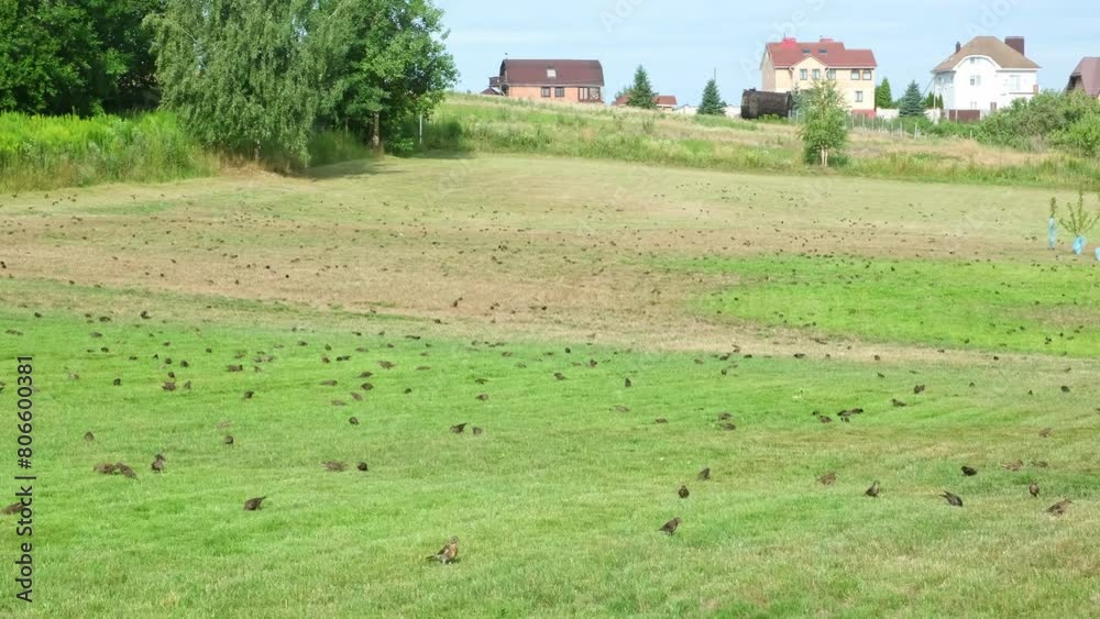 Many birds flew to the freshly mowed lawn. A flock of blackbirds ...