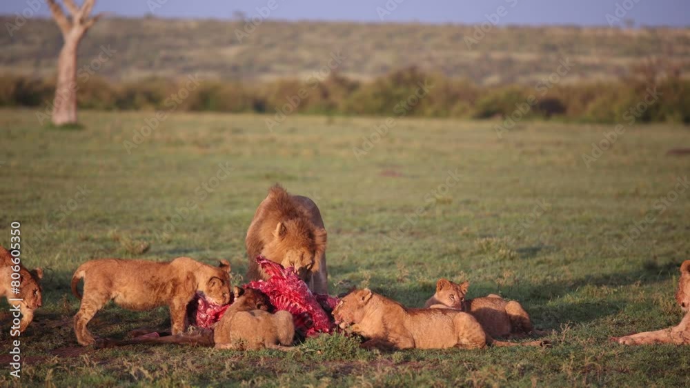 pride of lions eating a fresh wildebeest kill on safari on the Masai ...