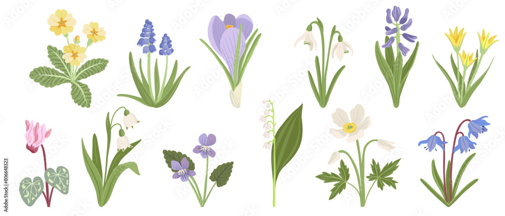 spring flowers, vector drawing wild flowering plants at white ...