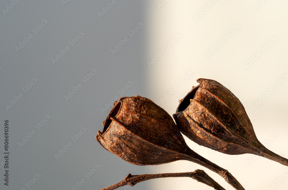 Dried seed pod of eucalyptus on branch White Gum Nuts, Dried seed of ...