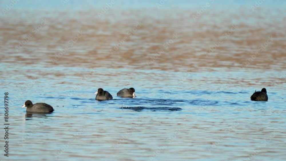 Black birds with red eyes swim and dive into water in search of food in ...