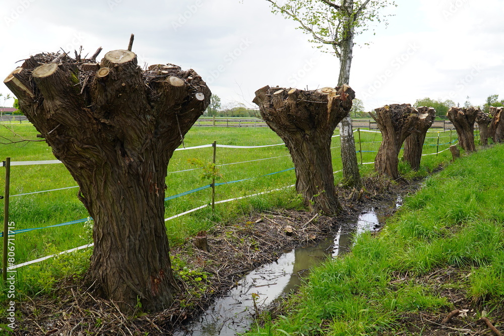 Willow trees (Salix), where the trunk has been heavily cut back of all ...