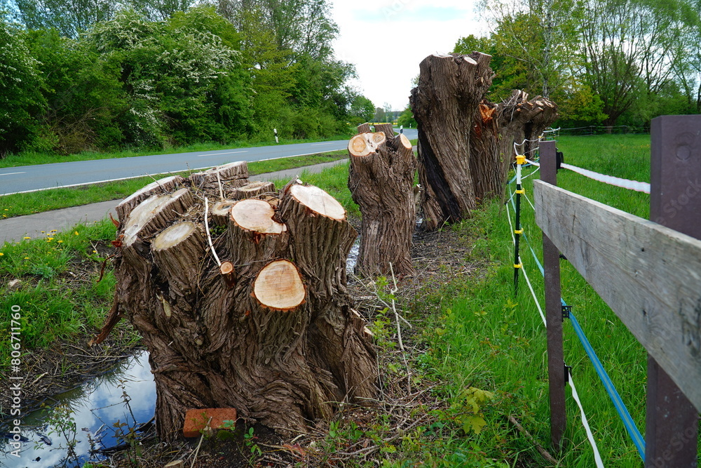Willow trees (Salix), where the trunk has been heavily cut back of all ...