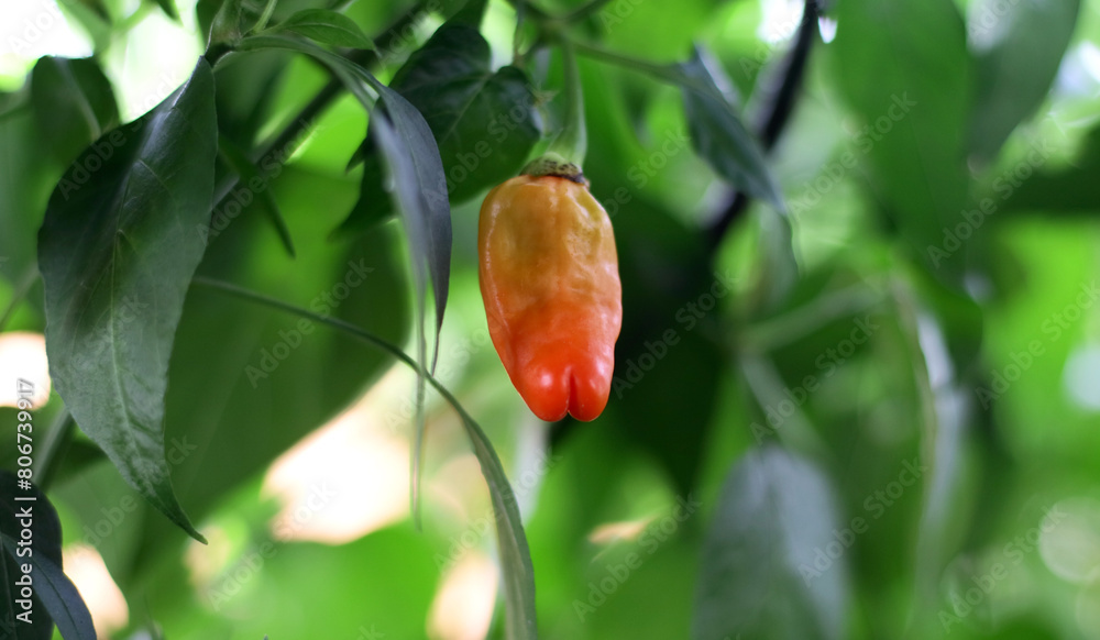 Bird's eye chili grows on trees. Bird's eye chili is also called Thai ...