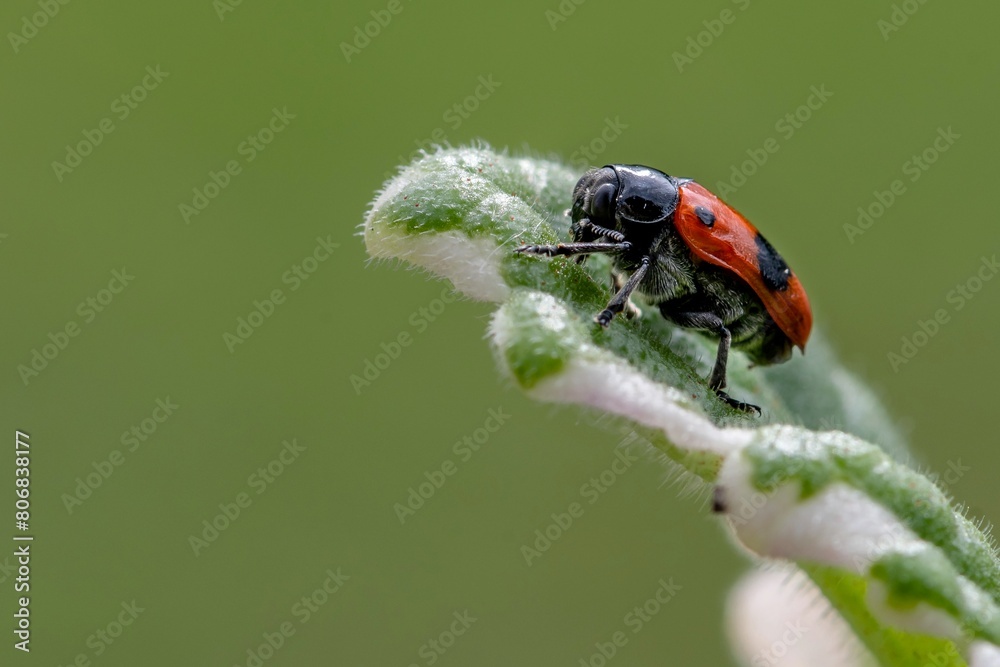 Insecte Clytre du saule avec ses ailes rouges et points noirs sur une ...