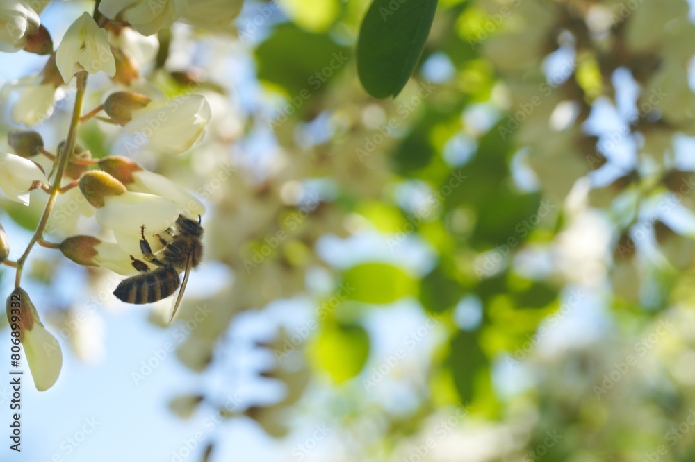 Honey bee collects nectar from white flowers tree acacia. Blooming ...