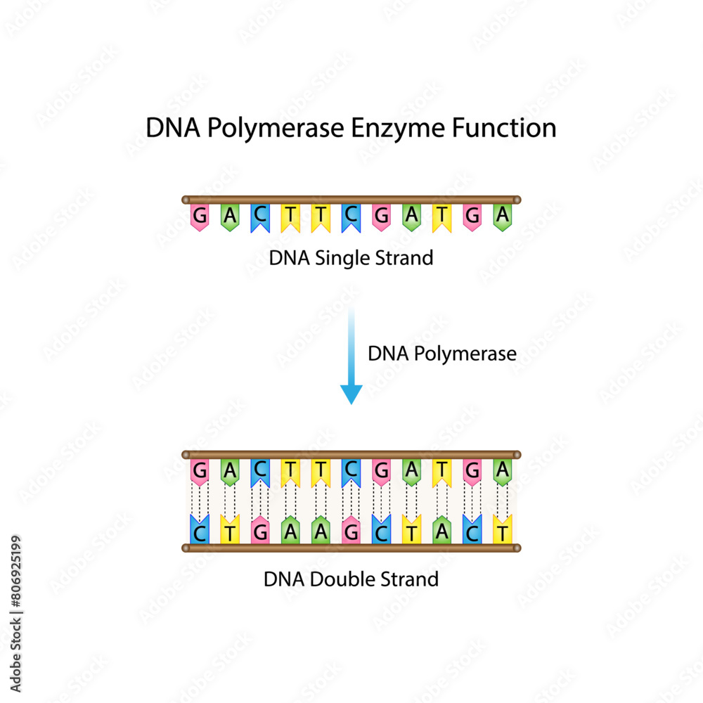 DNA Polymerase Enzyme Function. Polymerase, an enzyme for DNA ...