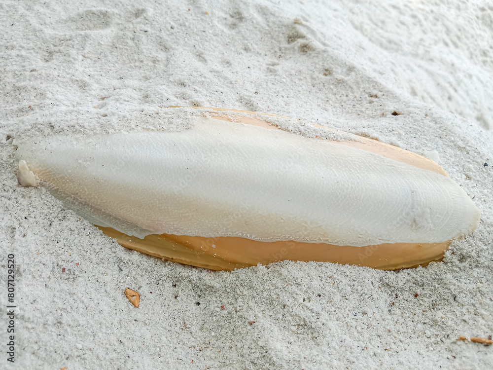 Cuttlefish bone on the beach. Natural cuttlefish bone aka cuttlebone ...