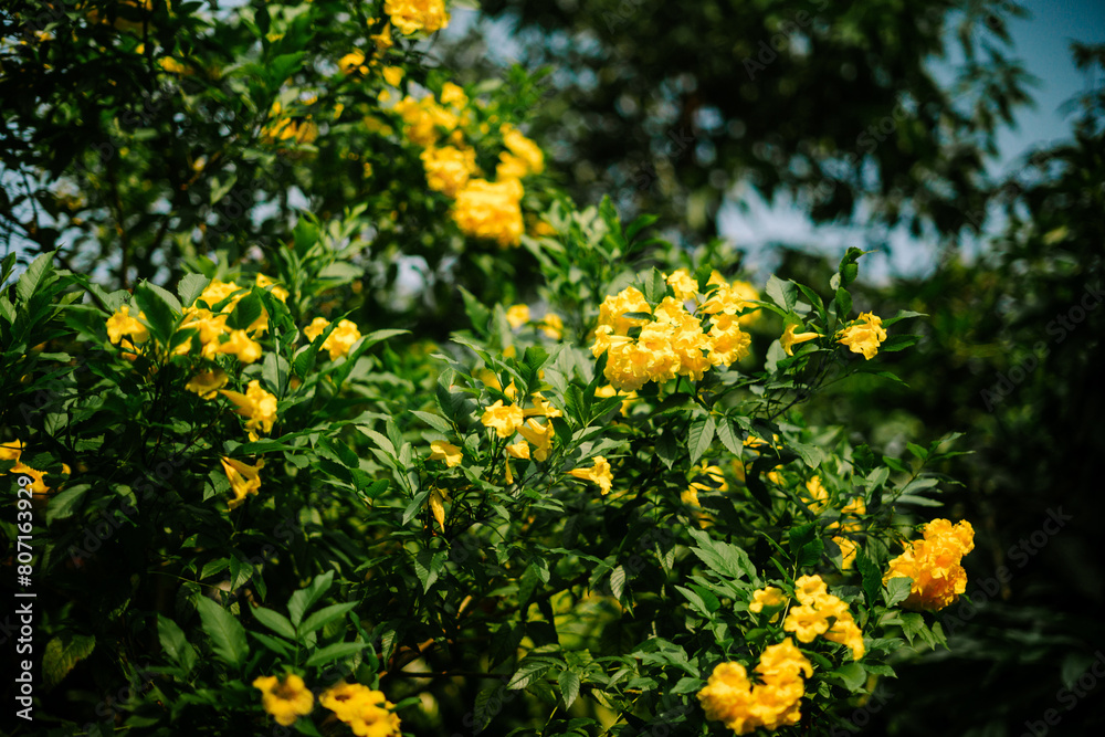 Yellow elder (Tecoma stans) is a flowering shrub or small tree native ...