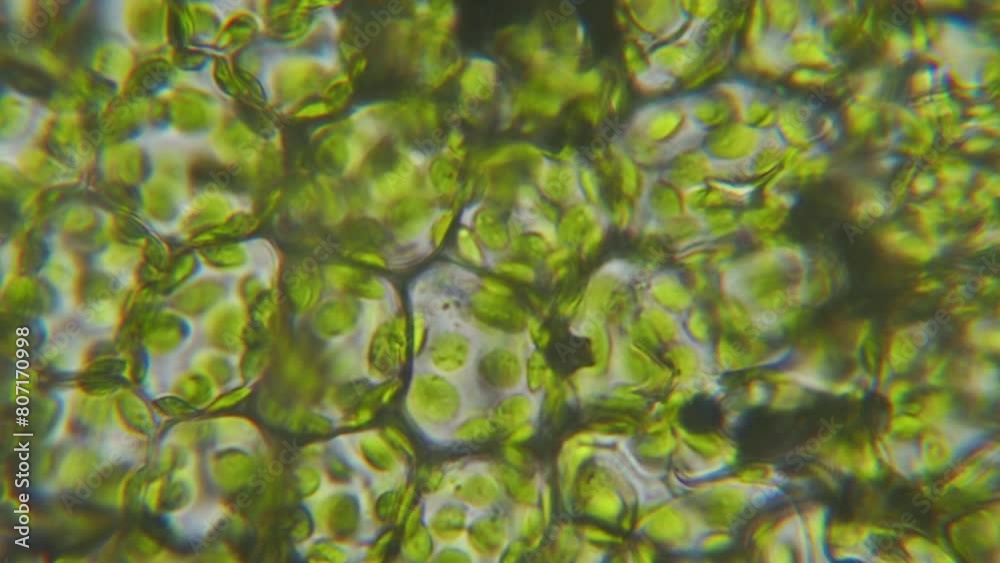 Chloroplast under microscope. Cell division. Cell Structure With Live ...