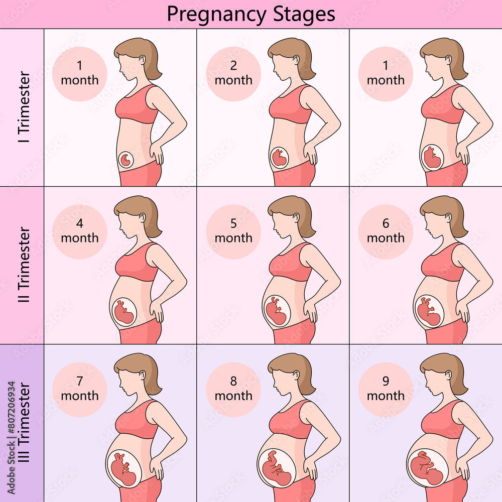 Guide Month By Month Stages Of Pregnancy Divided Into Trimesters