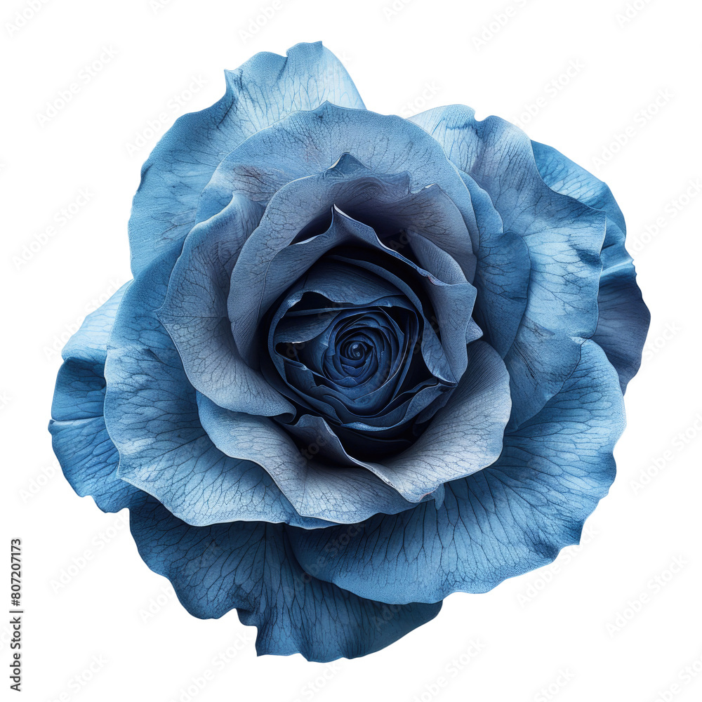 Single blue rose petal isolated on a transparent or white background ...