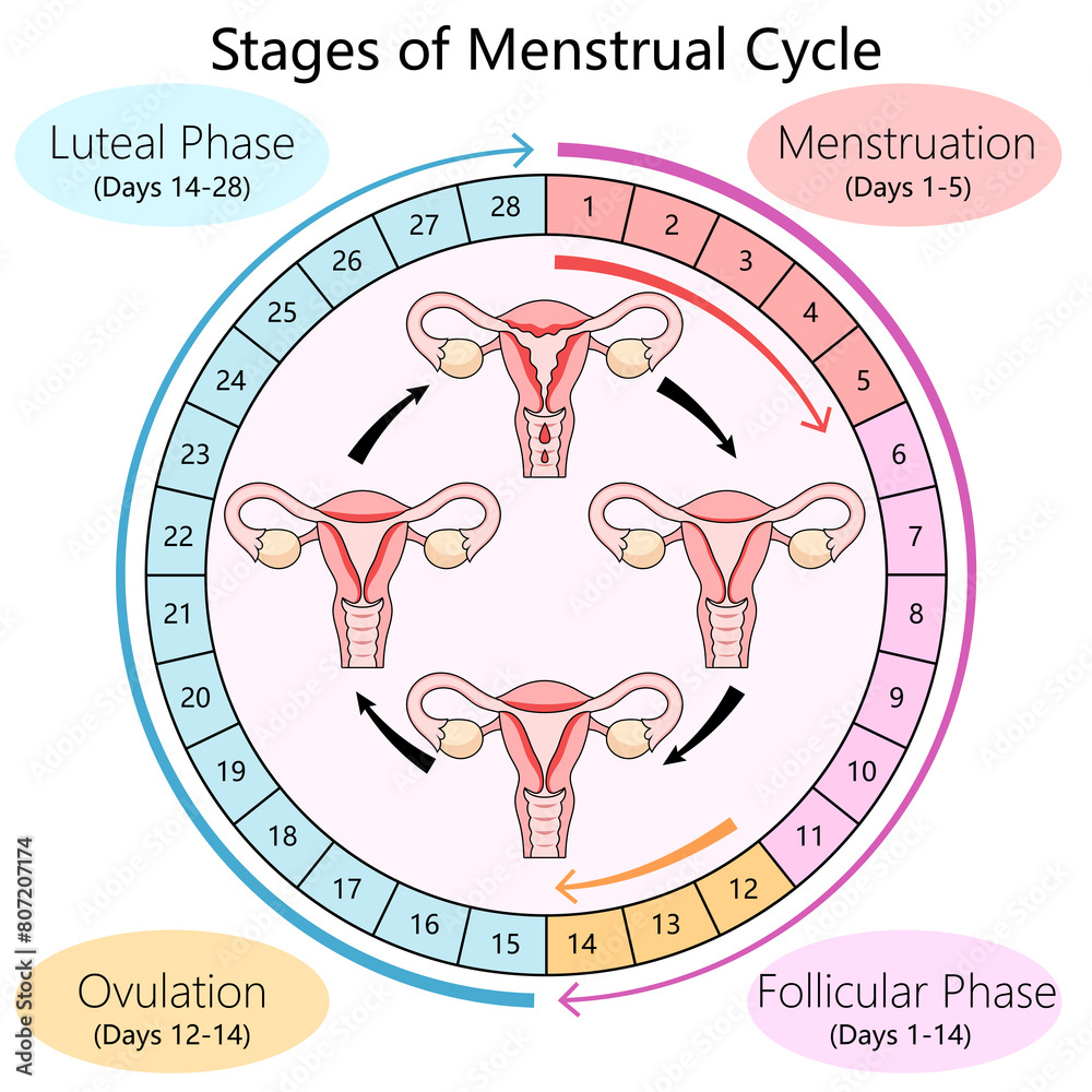 Human diagram detailing the menstrual cycle phases, including follicular phase, ovulation, and ...