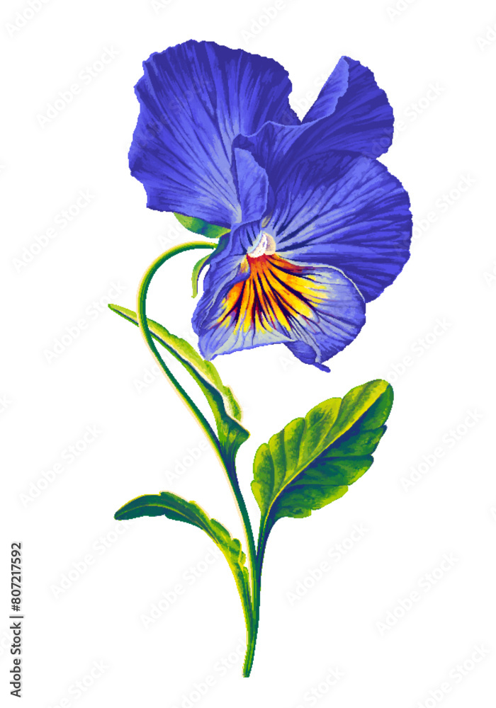 Ready-made composition, botanical element vector pansy, blue and yellow ...