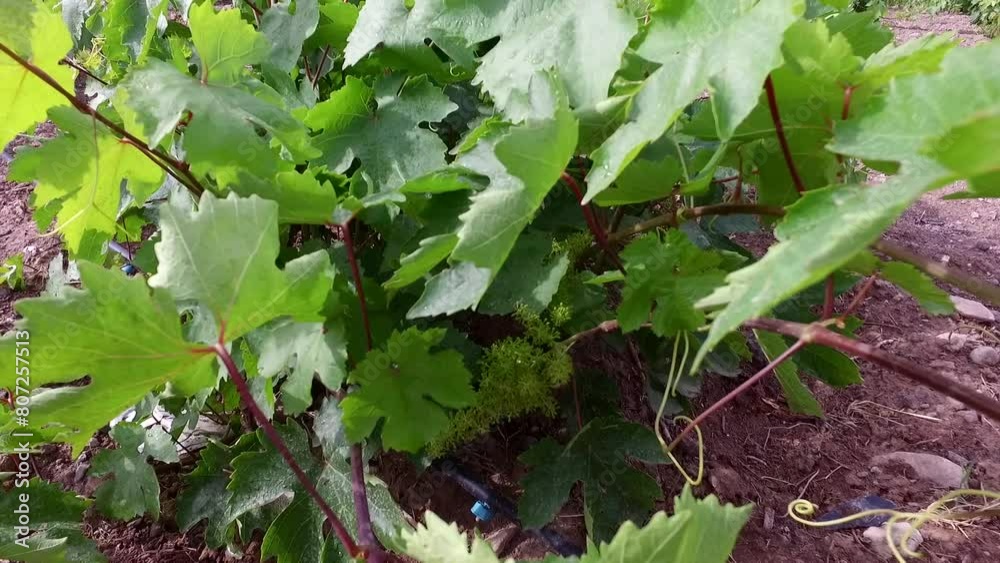 Detailed footage of a small grapevine as the wind gently sways its ...