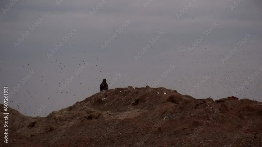 Stunning footage of an eagle calmly sitting atop a hill, while a vast ...