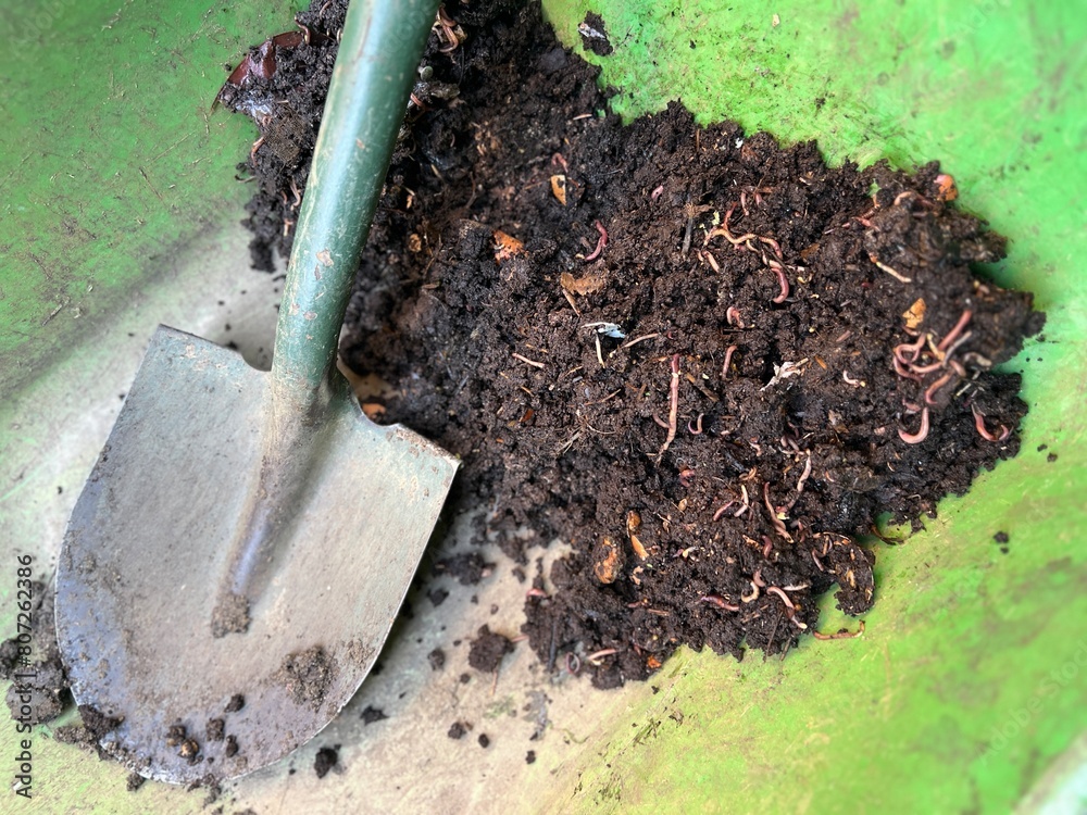 Close up organic garden rich mulch compost with worms insects in soil ...