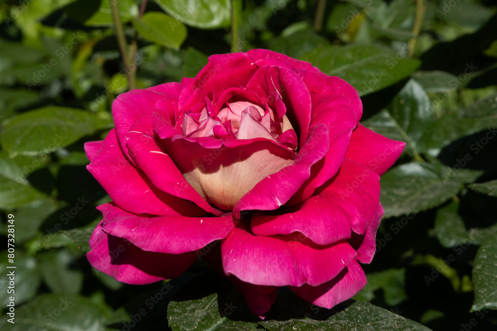 Beautiful bright yellow rose in the spring garden. Large yellow tea ...