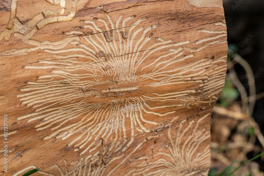 Closeup imprint of bark beetle under piece of wood. Tree was eaten by ...