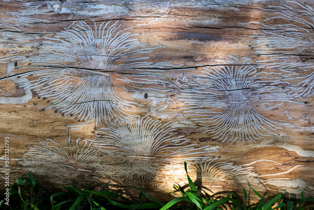 Closeup imprint of bark beetle under piece of wood. Tree was eaten by ...