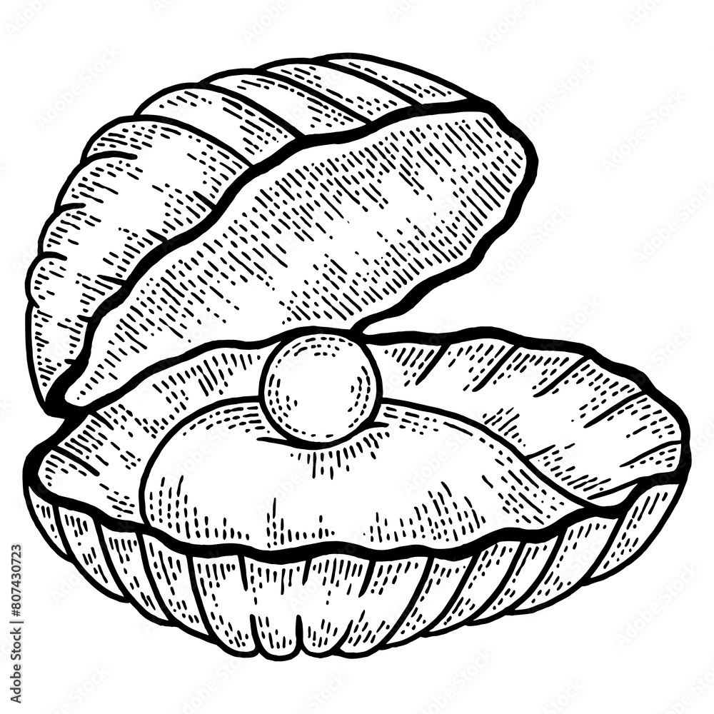 Pearl shell sketch engraving PNG illustration. T-shirt apparel print ...