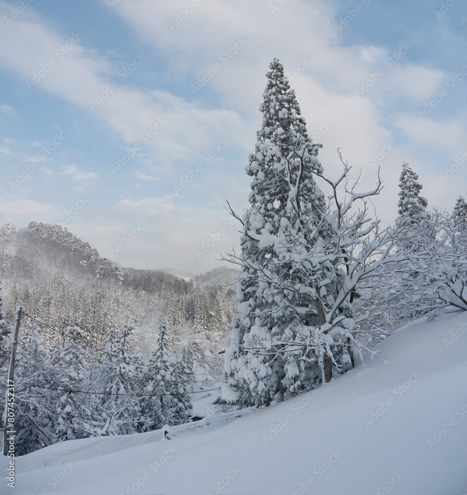 Idyllic japanese satoyama winter scenery with snow covered pine forest ...