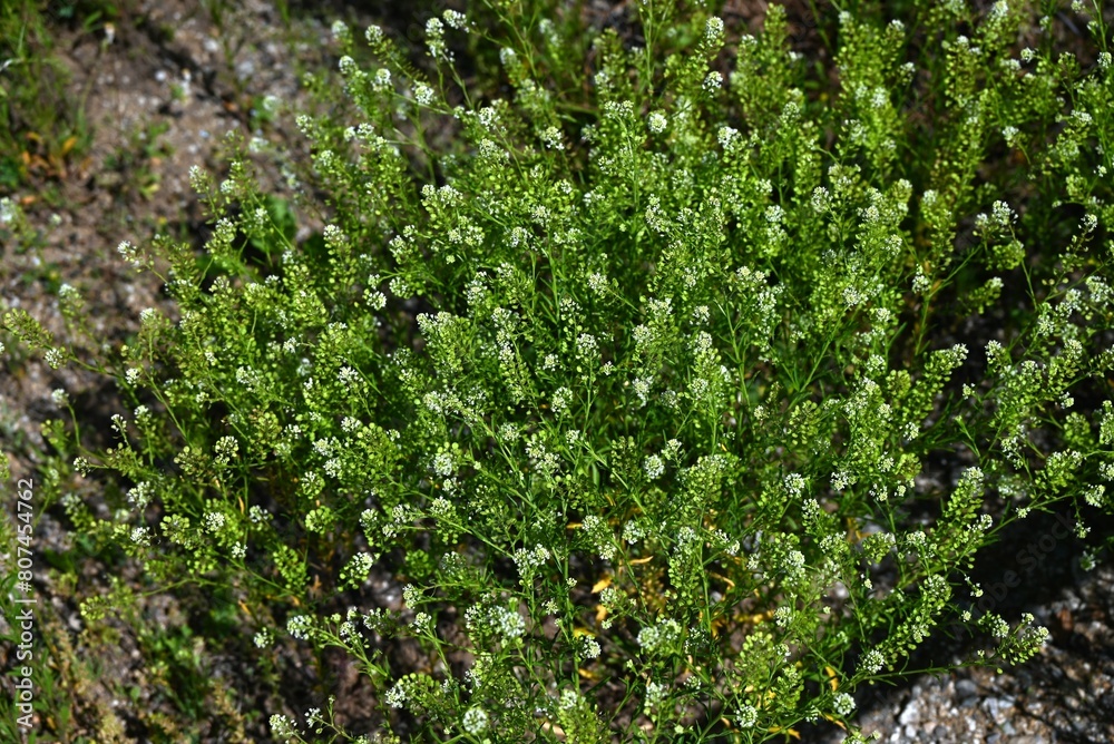 Virginia pepper weed (Lepidium virginicum) flowers. Brassicaceae weeds ...