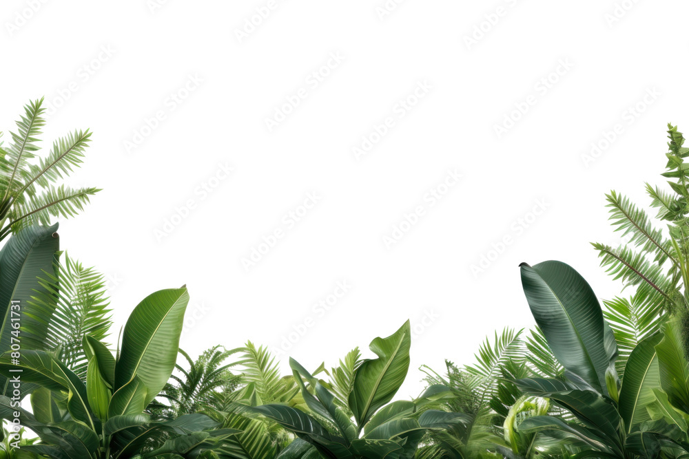 PNG Banana tree landscape border backgrounds outdoors nature Stock ...